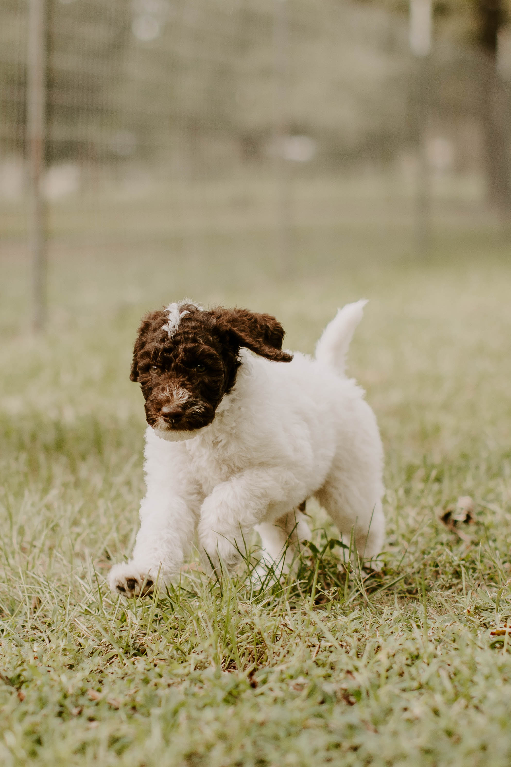 How Much Exercise Does a Goldendoodle Need? | Dacus Doodles Texas