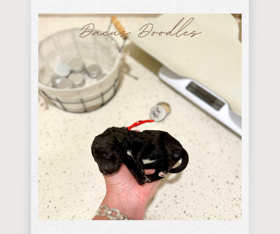 Alice in Wonderland Litter is One Week Old – Dacus Doodles