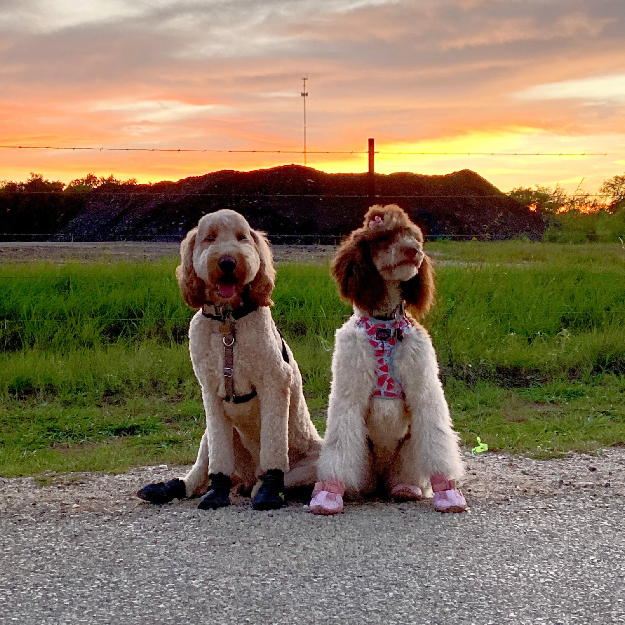 Crazy, Busy, Fun Summer – Dacus Doodles