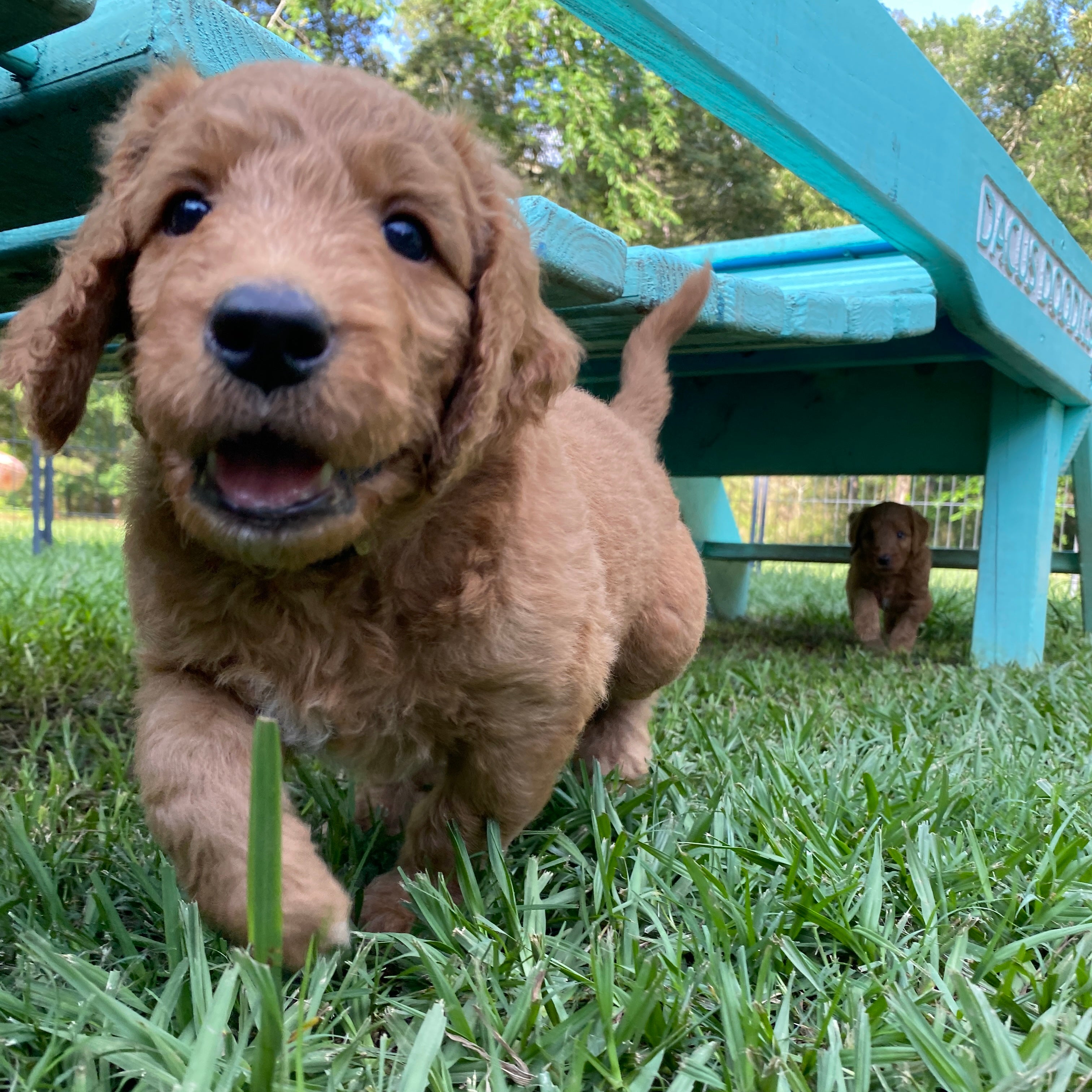 This week at DD – Dacus Doodles