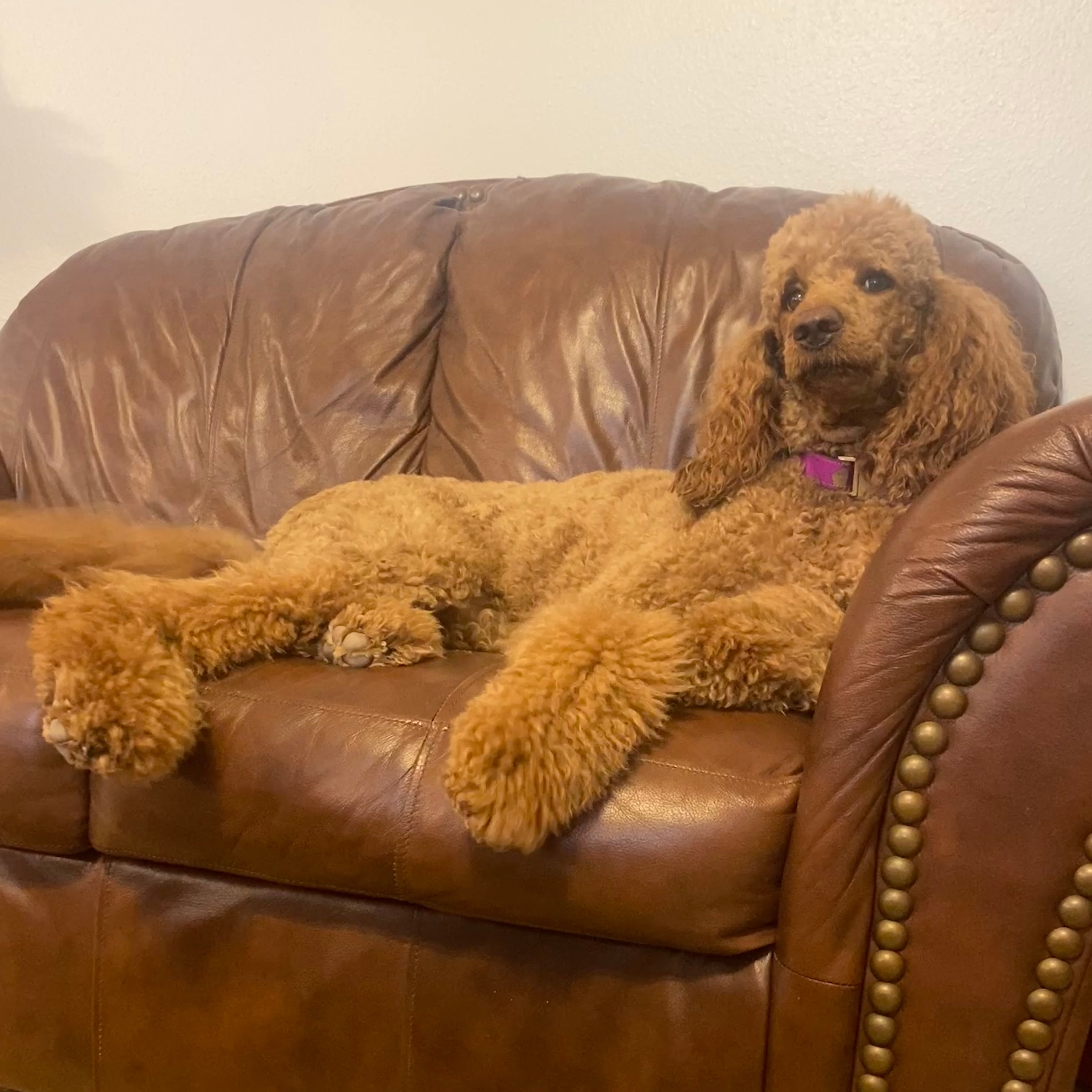 This week at DD! – Dacus Doodles