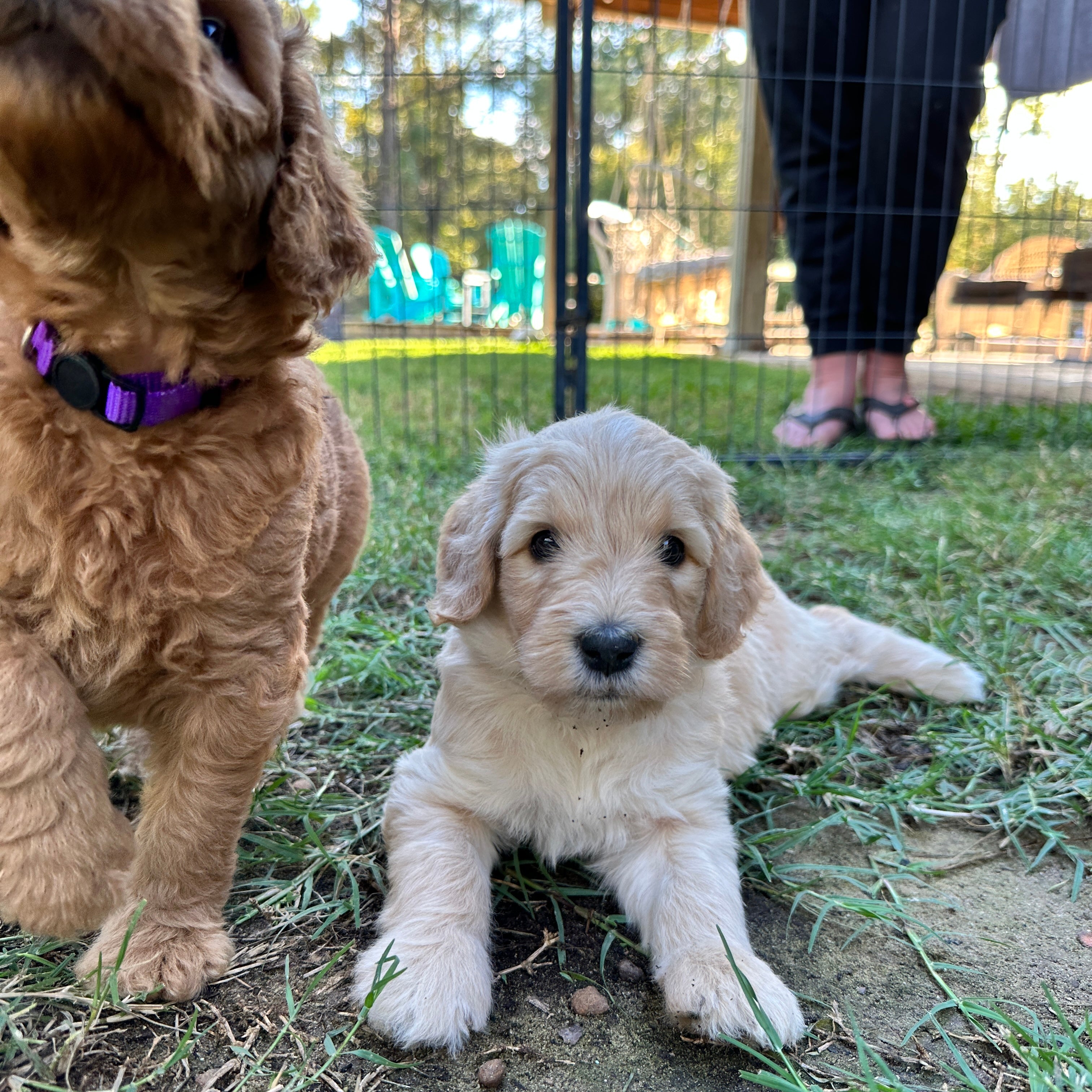 October 16th-22nd at DD – Dacus Doodles