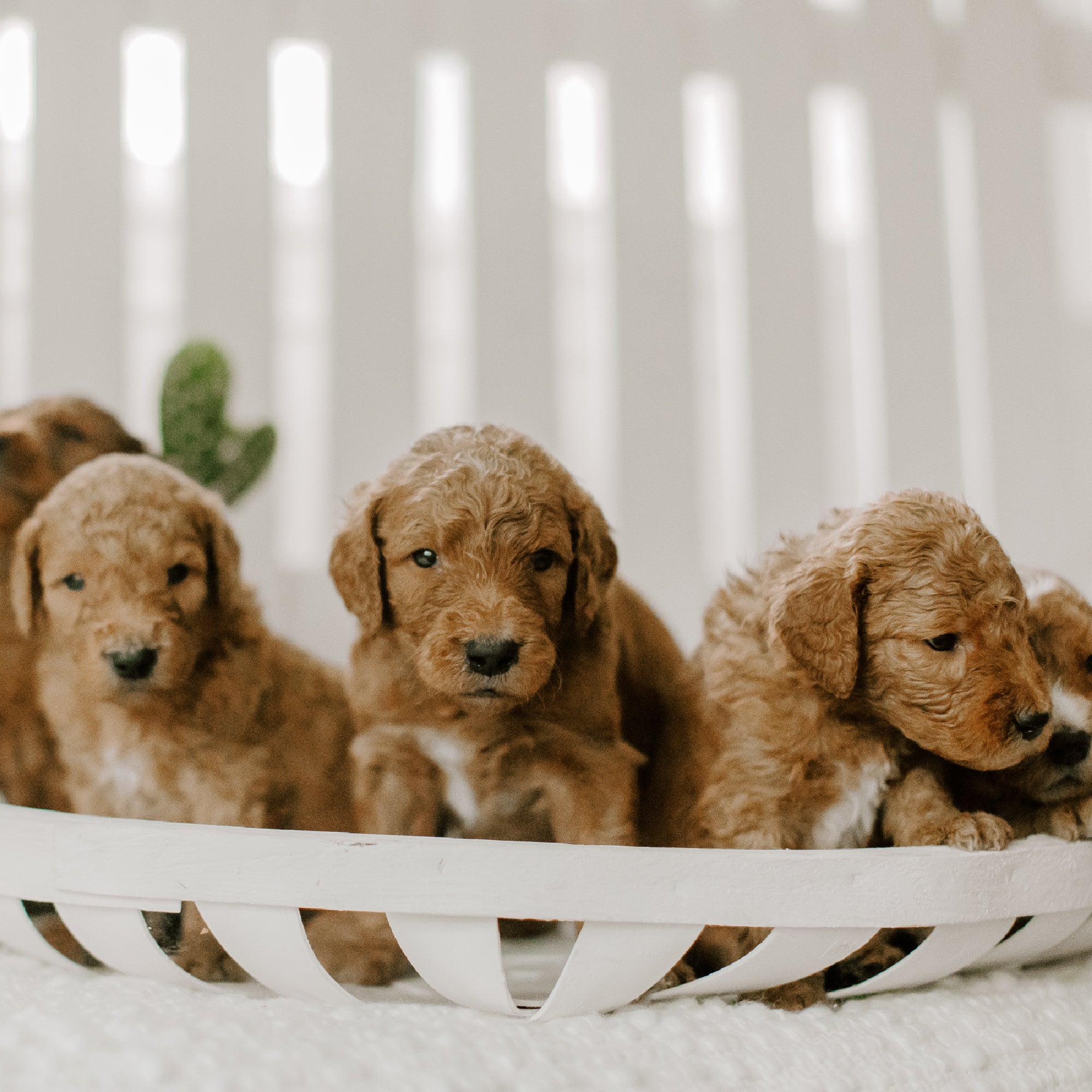 Lots of exciting things going on this week at DD – Dacus Doodles