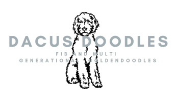 Goldendoodle Breeder Texas | Dacus Doodles