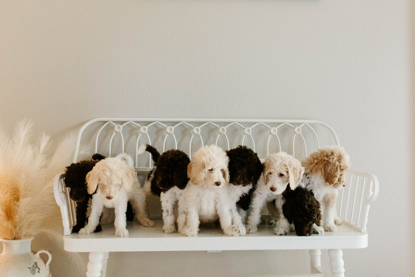 How Much Exercise Does a Goldendoodle Need? | Dacus Doodles Texas